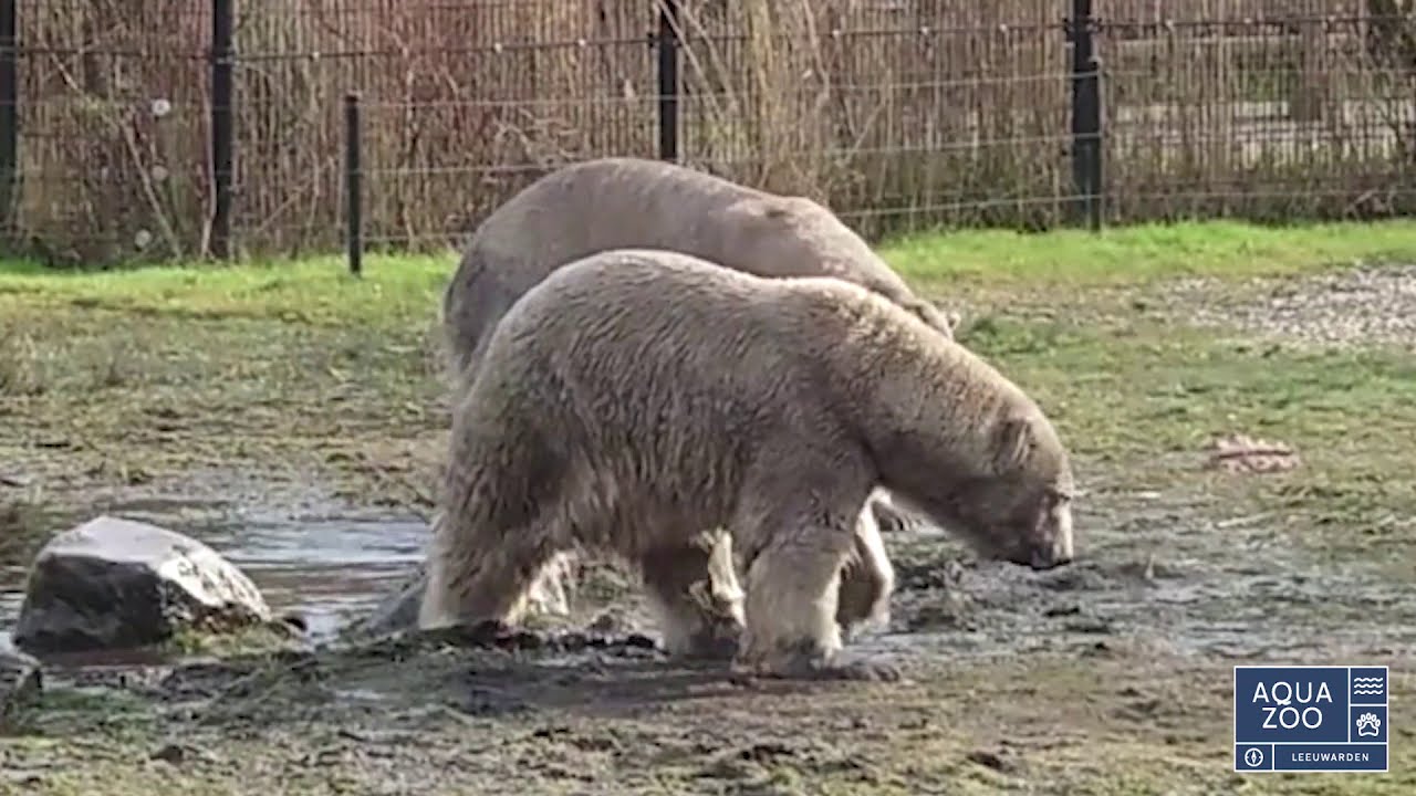 Top 10 weetjes over ijsberen