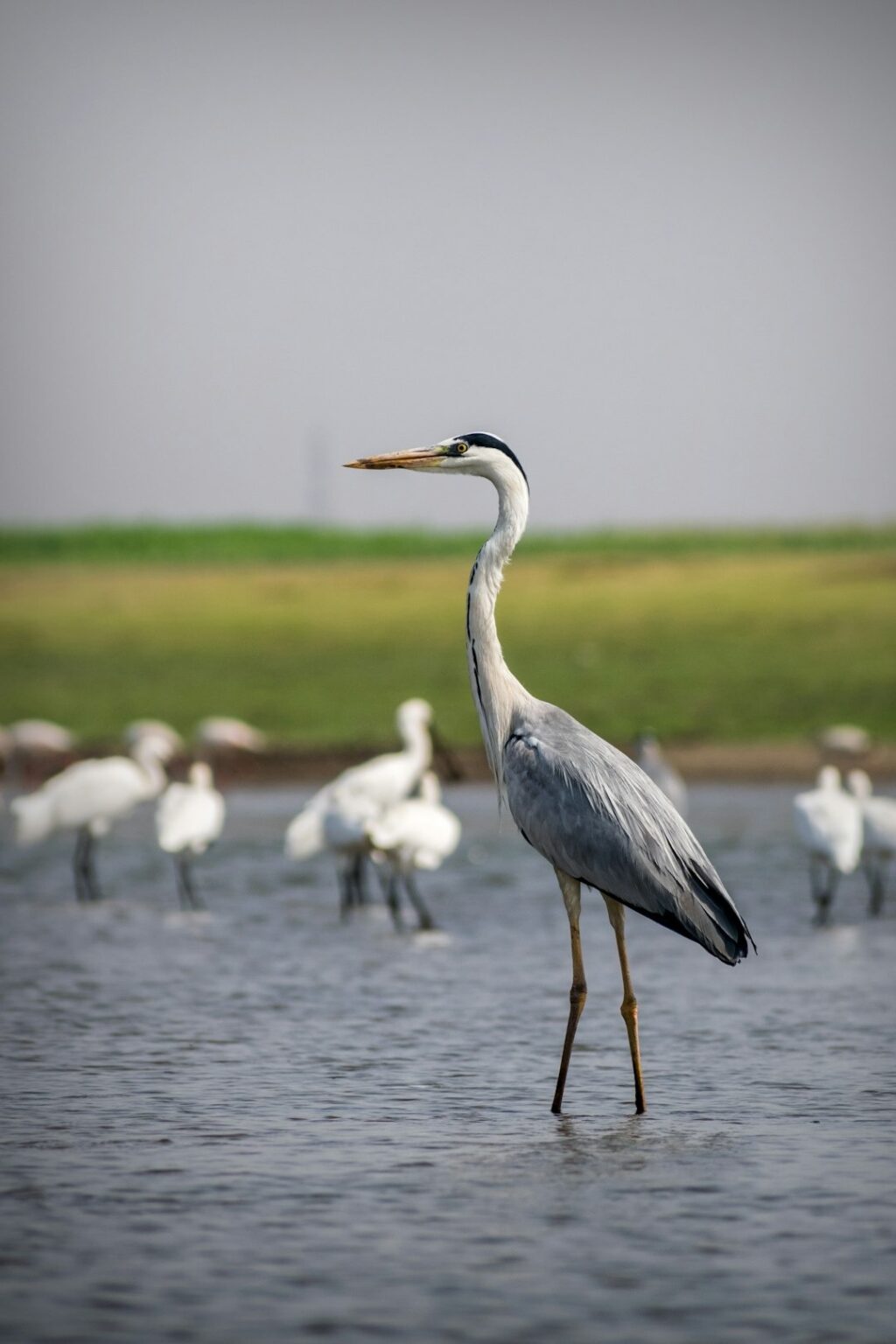 Reigers in Nederland: 10 verrassende weetjes over deze vogel