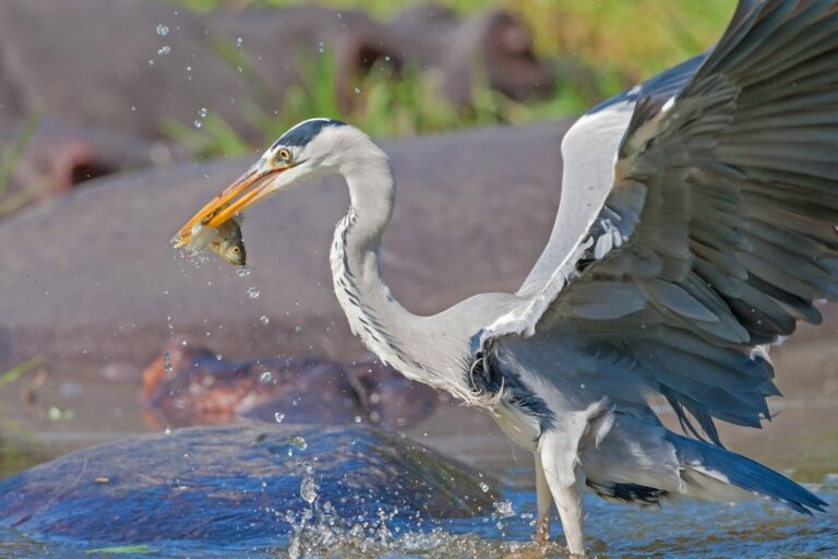 Reigers in Nederland: 10 verrassende weetjes over deze vogel