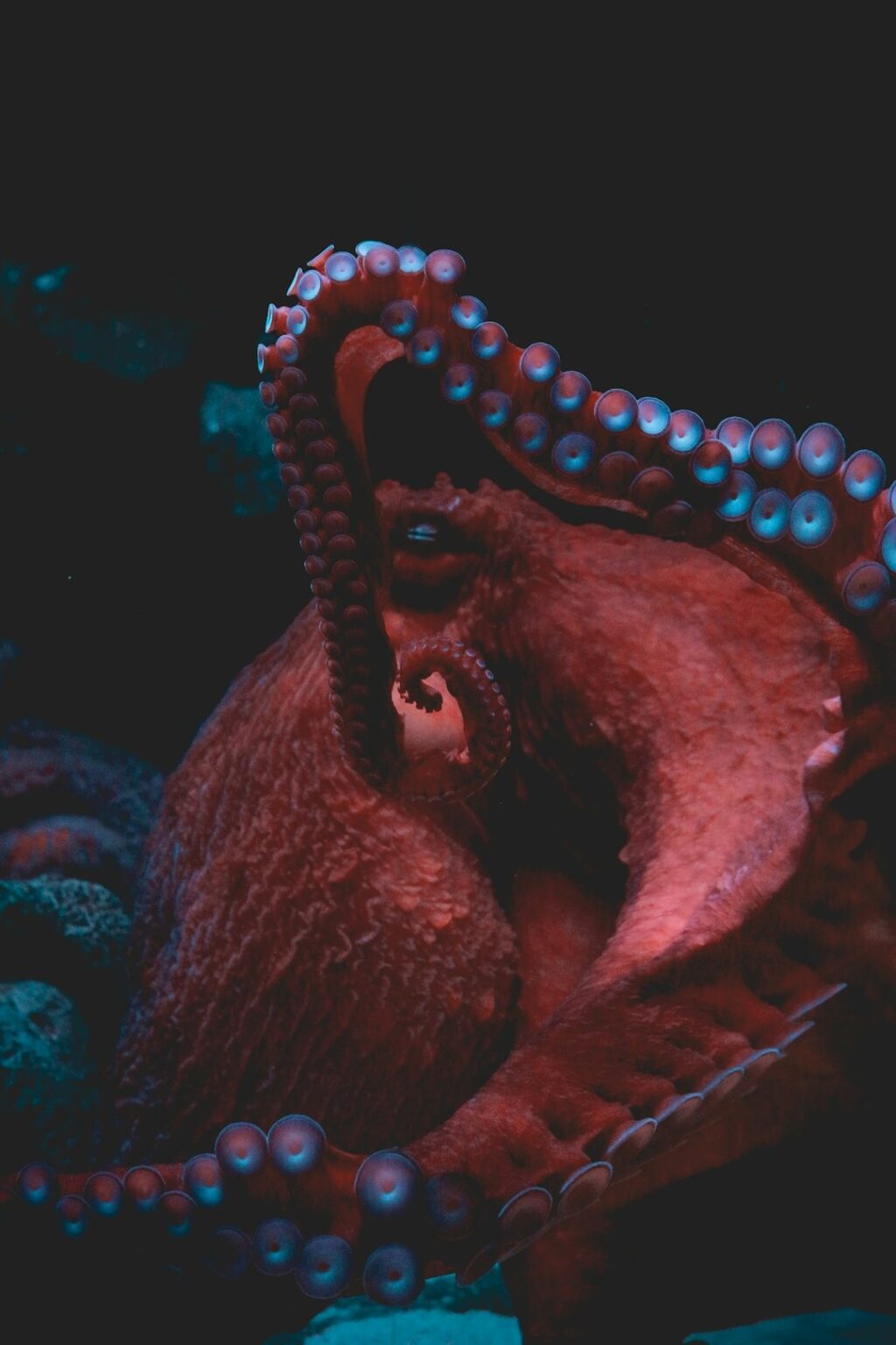 10 verrassende weetjes over octopussen
