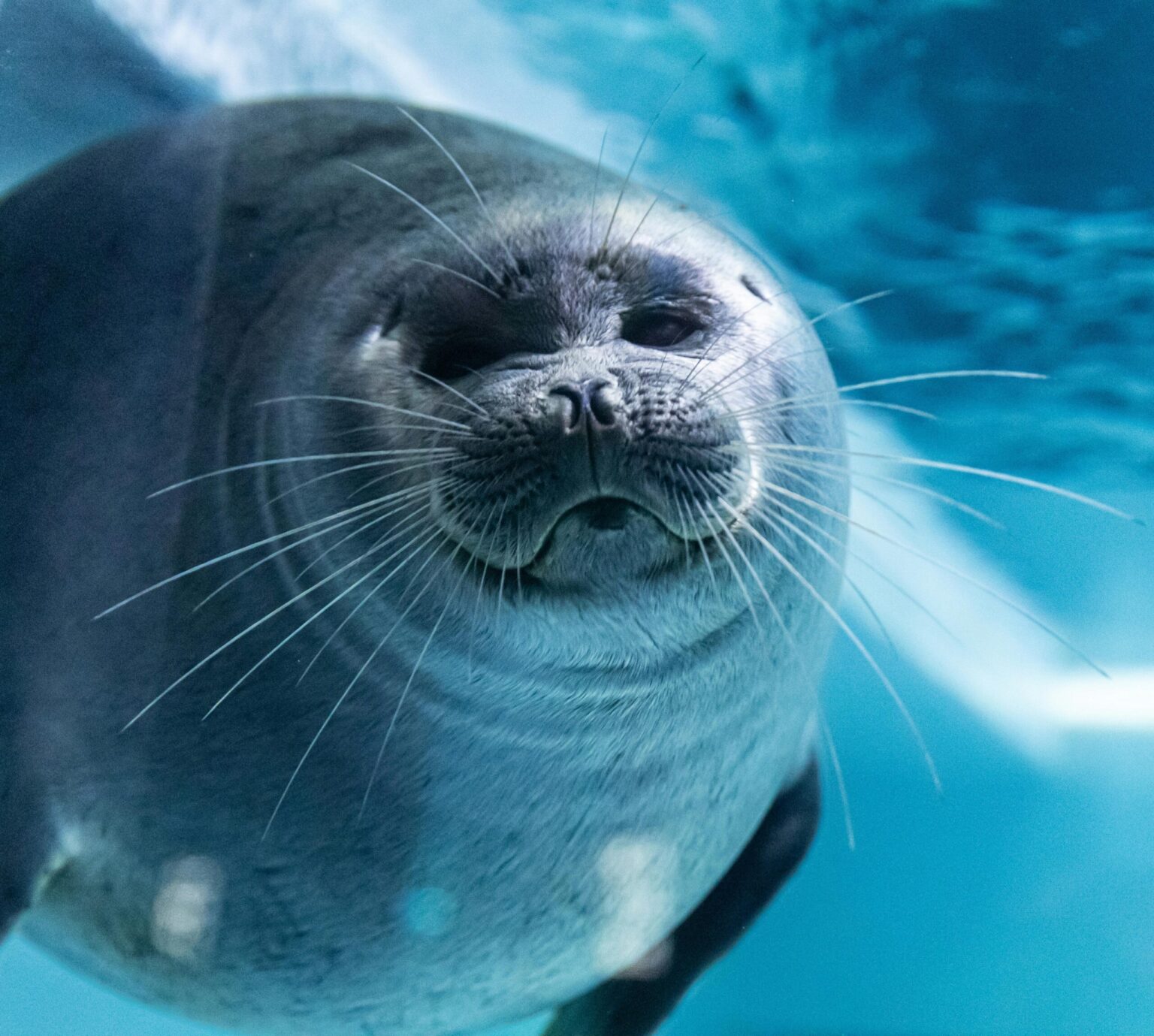 Zeehonden: 10 leuke weetjes over deze nieuwsgierige zeebewoners